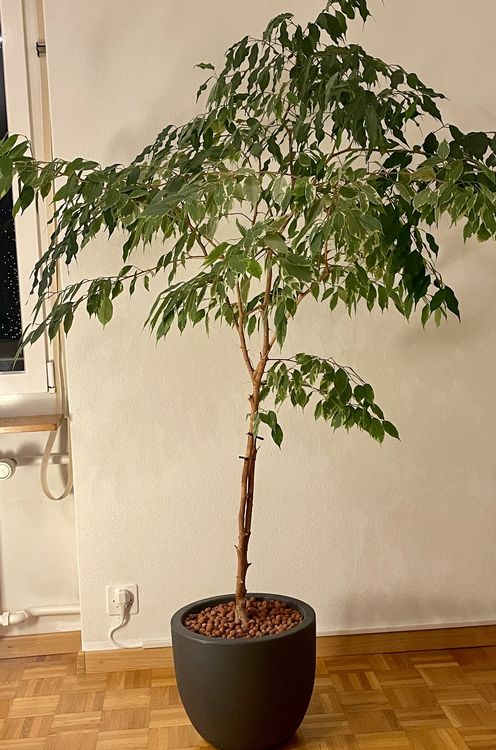 Ficus Benjamini Baum Zimmerpflanze | Kaufen auf Ricardo