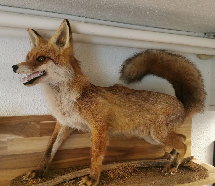 Top Prachtexemplar! Präparierter Fuchs, echtes Tierpräparat! (Gebraucht ...