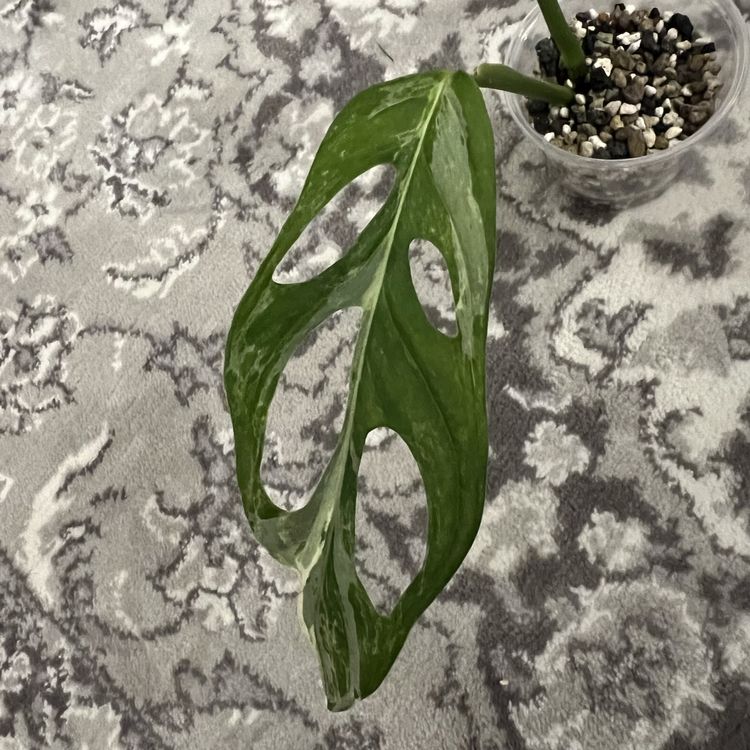 Monstera Adansonii Indonesian Marble – Kopfsteckling (Neu (gemäss ...