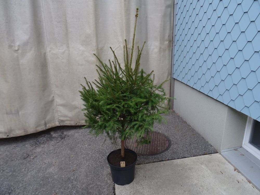 Picea abies Fichte Rottanne im Topf gewachsen 140 cm (FiIl) | Kaufen auf Ricardo
