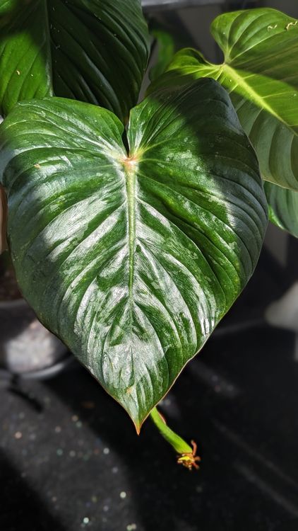 Philodendron Pastazanum X Plowmanii Neu Gemäss Beschreibung In