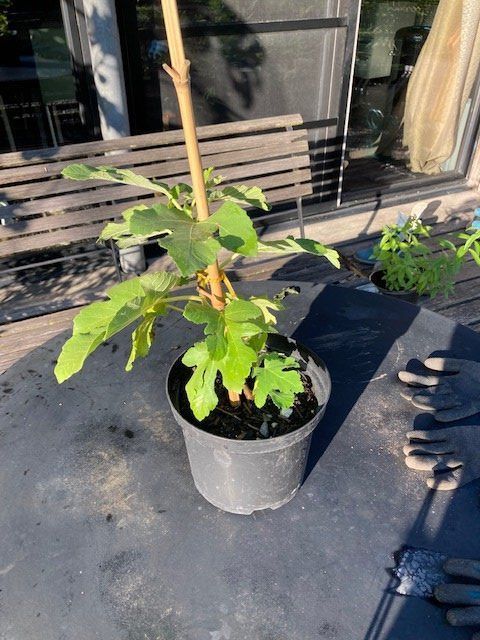 Feigenbaum, Feige | Kaufen auf Ricardo