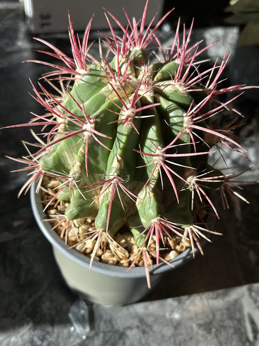 Cactus Biznaga Barril (D'occasion) à Biel/Bienne pour CHF 5 – retrait ...