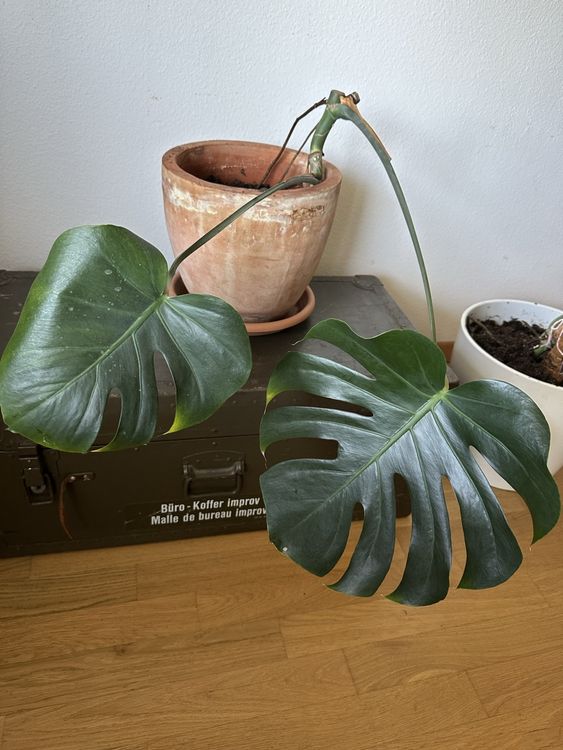 Monstera S (Neu und originalverpackt) in Oberengstringen für CHF 15 ...