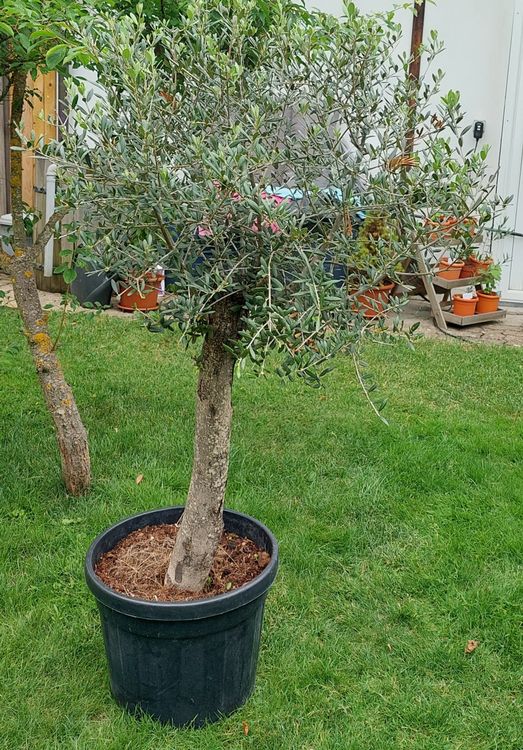 Grosser Olivenbaum | Kaufen auf Ricardo