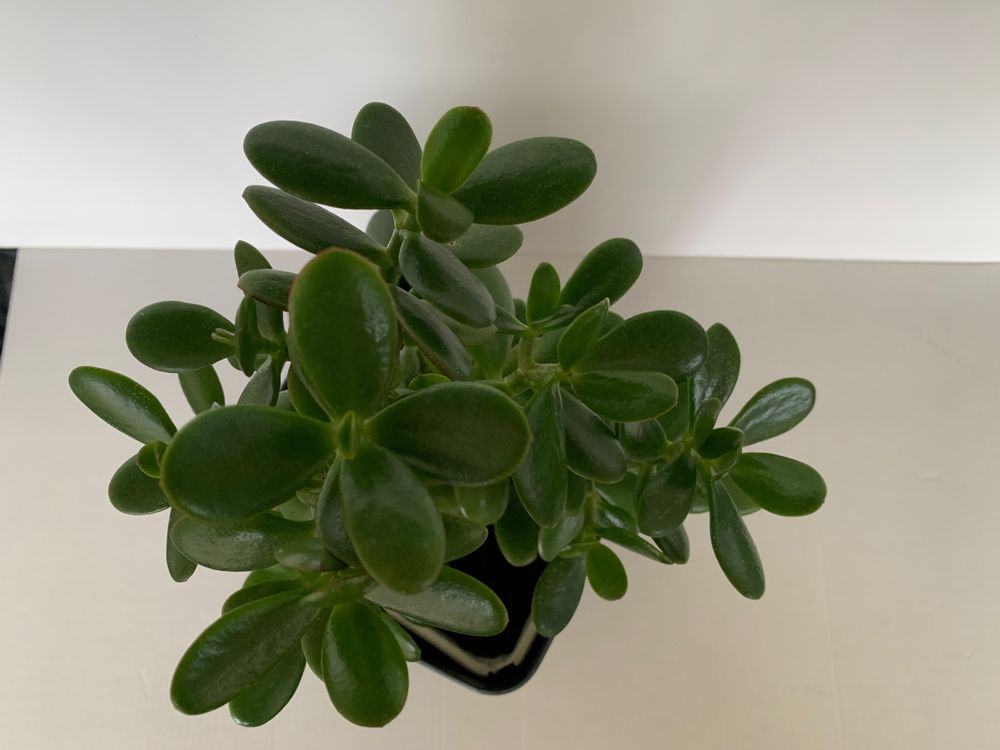 5 jähriger Geldbaum Crassula ovata Pfennigbaum 18 cm (Neu (gemäss ...