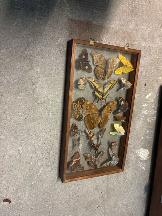 Vintage Framed Butterfly Collection – Real Specimens in Wood (Gebraucht ...