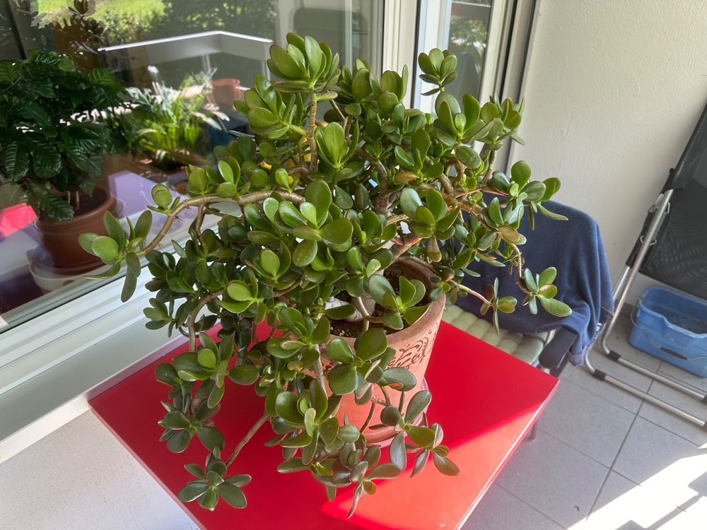 CRASSULA OVATA (Tisch 80x80) / Geldbaum (Gebraucht) in Zollikerberg für ...