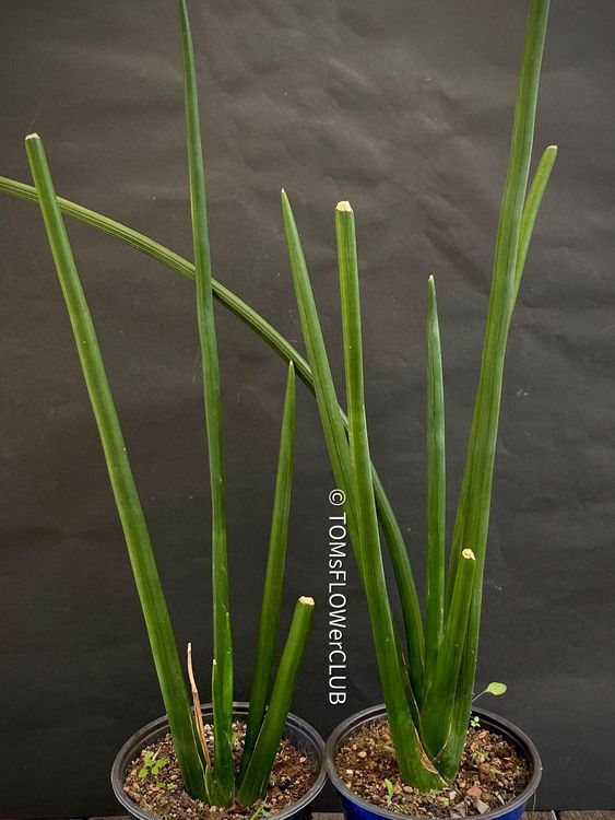 Sansevieria erythraeae II (Neu (gemäss Beschreibung)) in Adliswil für CHF 32 – mit Lieferung auf ...