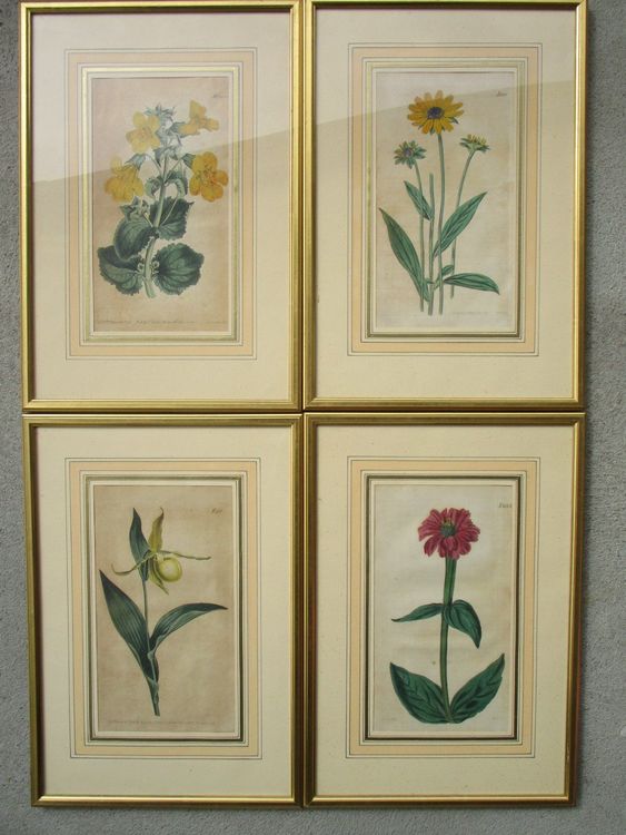 4 antike Stiche gerahmt Blumen | Kaufen auf Ricardo
