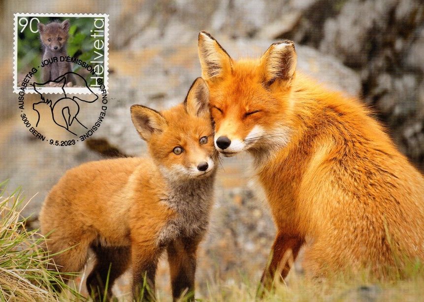 Maximumkarte Süsse Tiere - Fuchs | Kaufen auf Ricardo