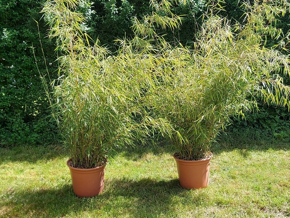 Fargesia robusta 'Campbell' (Neu (gemäss Beschreibung)) in Adliswil für CHF 55 – nur Abholung ...