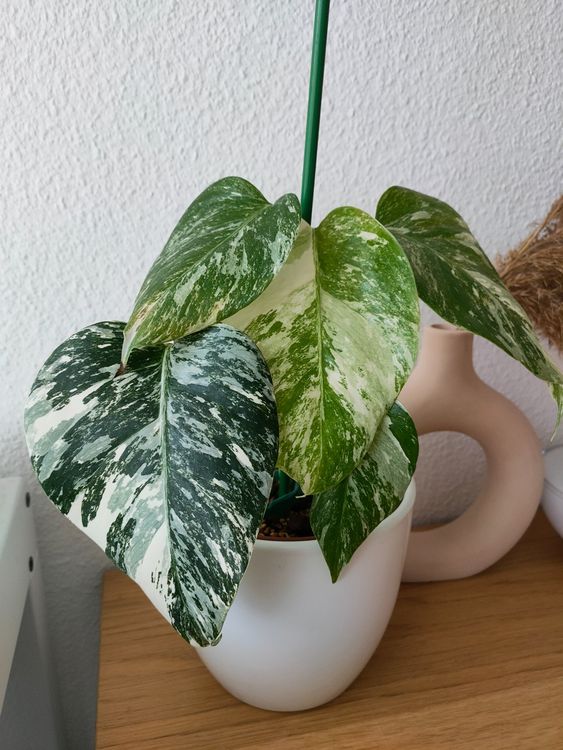Monstera Variegata Marmorata AB CHF 1 | Kaufen auf Ricardo