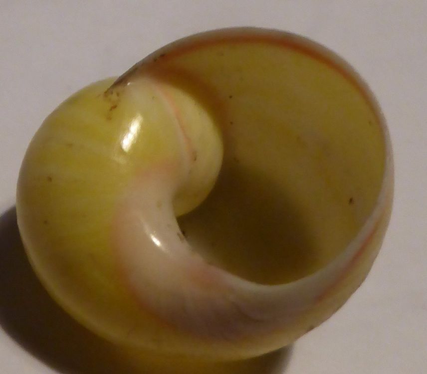 POLYMITA VENUSTA, SUPER ZITRONENGELB, MIT ROTEN LINIEN, RARE | Kaufen ...