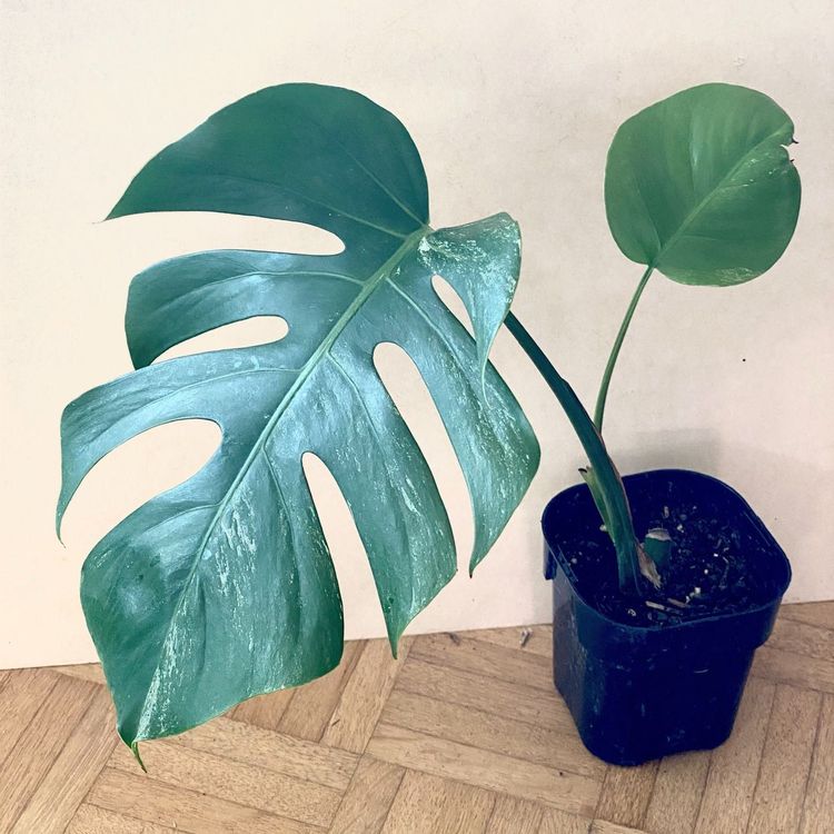 Monstera Neuer Trieb