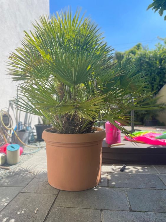 Palme Europäische Zwergpalme Chamaerops humilis (Neu und originalverpackt) in Lenzburg für CHF ...