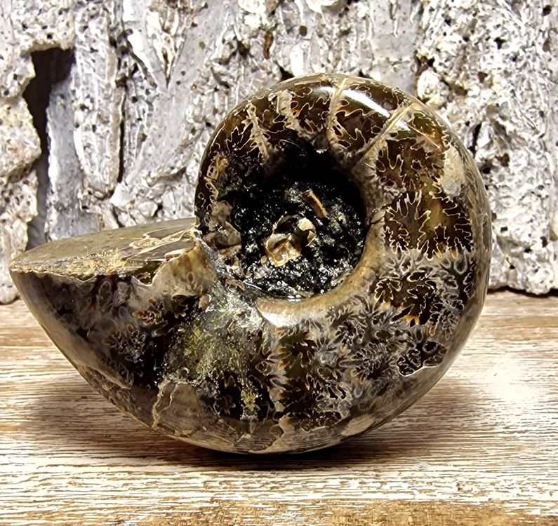 Ammonit 216g (Neu (gemäss Beschreibung)) in Matzingen für CHF 26 – mit Lieferung auf Ricardo kaufen