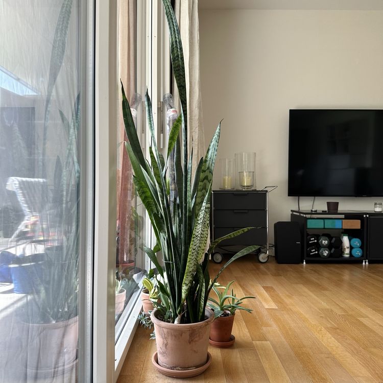 Sansevieria trifasciata snake plant Schwiegermutterzunge (Gebraucht) in ...