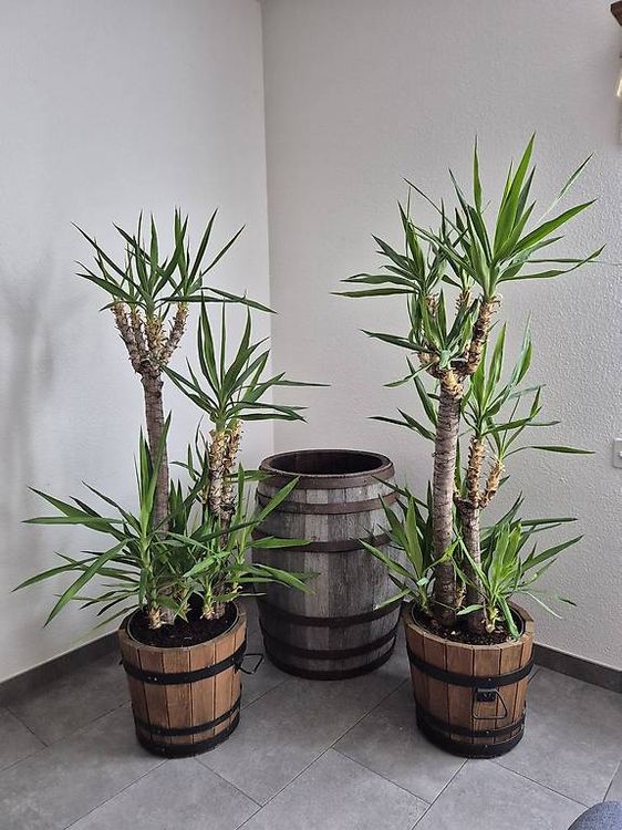 Große Yucca-Palmen mit rustikalem Holzfass-Topf (Gebraucht) in Rotkreuz ...