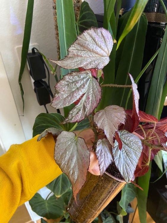 Begonia “Two Face” Ableger | Kaufen auf Ricardo