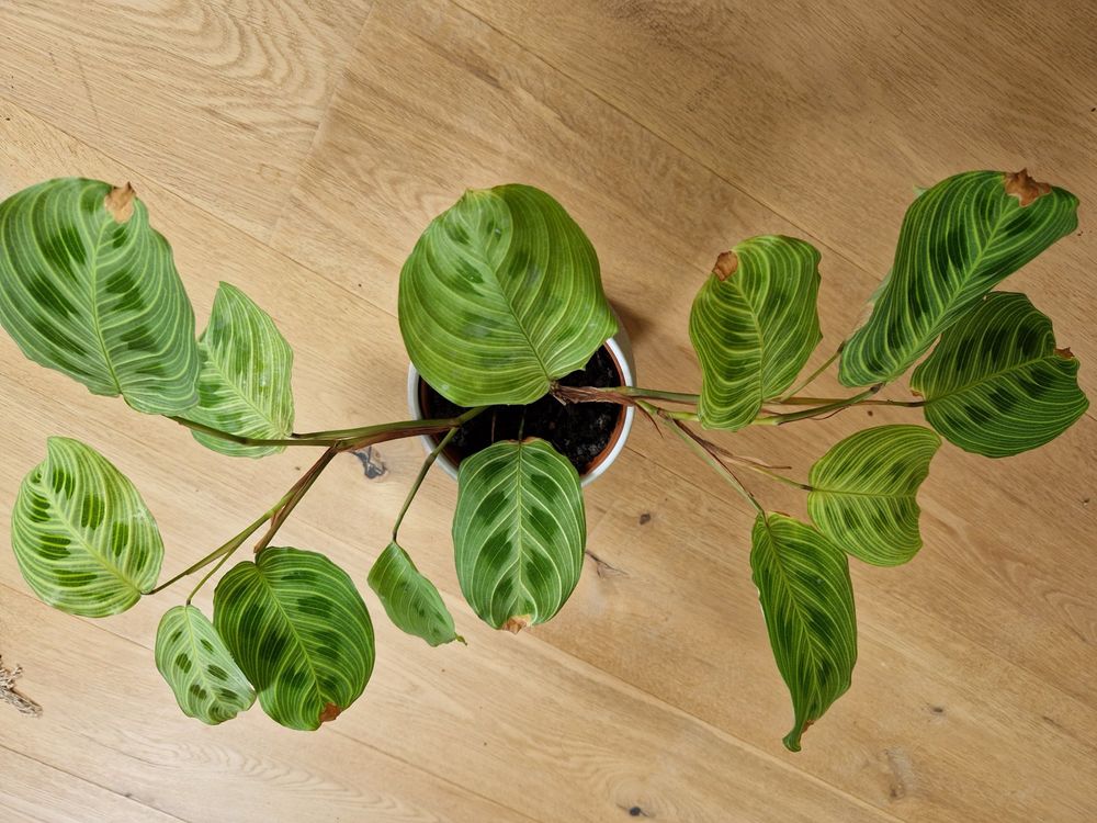 Maranta light veins/ fantasy (Gebraucht) in Hofstetten ZH für CHF 29 – mit Lieferung auf Ricardo ...