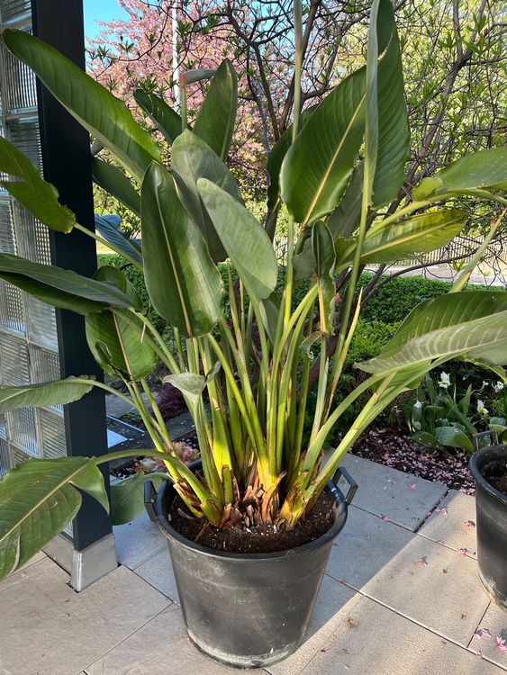 Strelitzia Reginae (Paradiesvogelblume) | Kaufen auf Ricardo