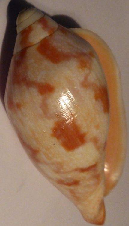 SEHR SCHÖNE -CYMBIOLA RUTILA CERAUNIA, MUSCHEL-77 MM, SELTEN (Gebraucht ...