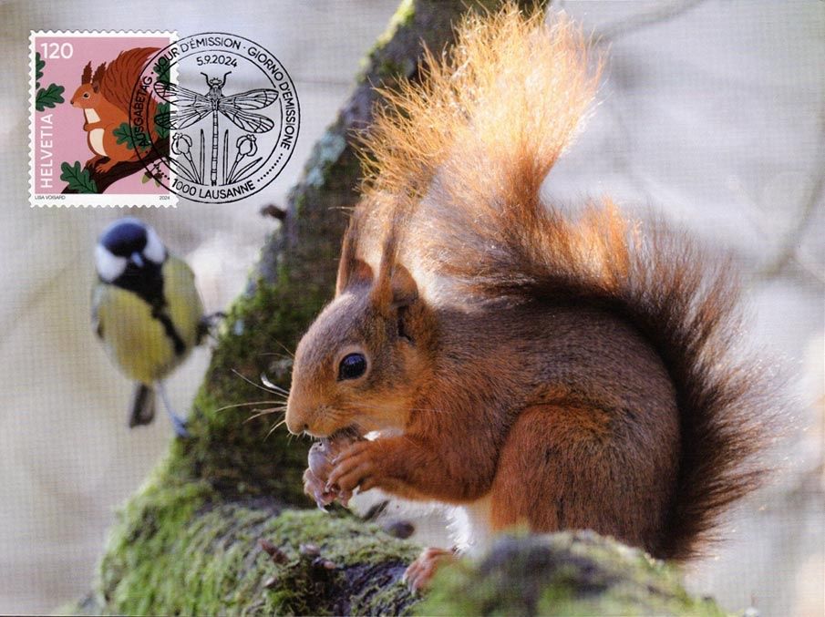 Maximumkarte Tiersymbolik - Eichhörnchen (Neu (gemäss Beschreibung)) in Dottikon für CHF 4 – mit ...