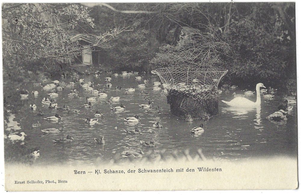 Bern -- Kl. Schanze, der Schwanenteich mit den Wildenten (Gebraucht) in ...