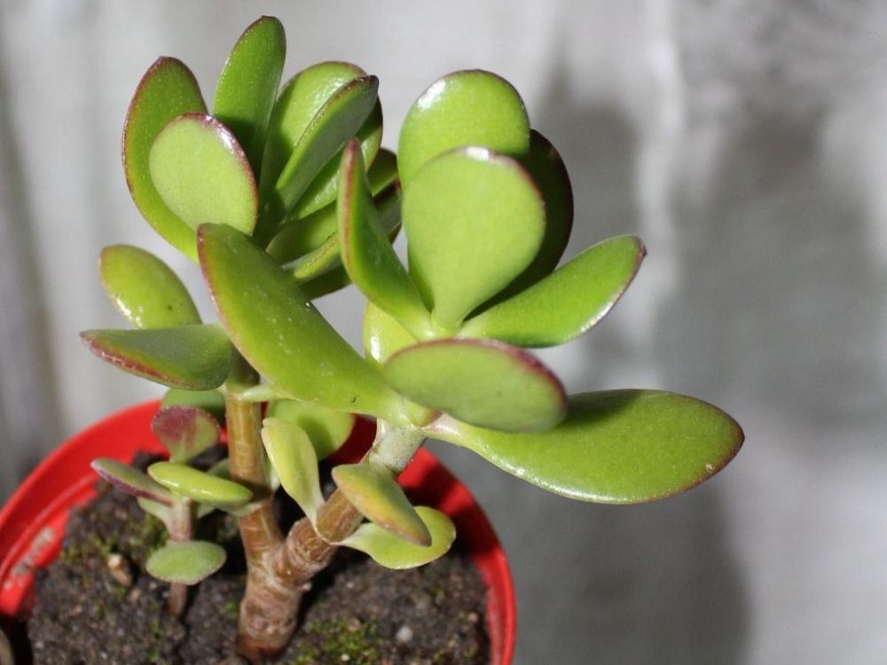 Geldbaum Pfennigbaum Crassula Zimmerpfl. | Kaufen auf Ricardo