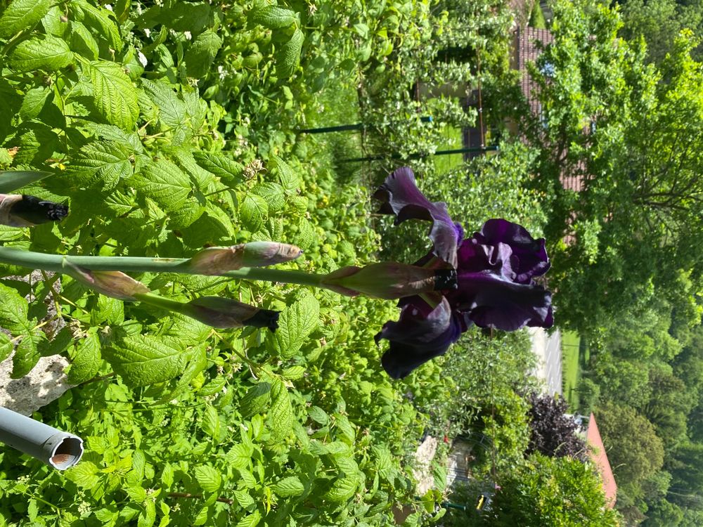 Iris 1 bulbe (Gebraucht) in für CHF 4.5 – mit Lieferung auf Ricardo kaufen