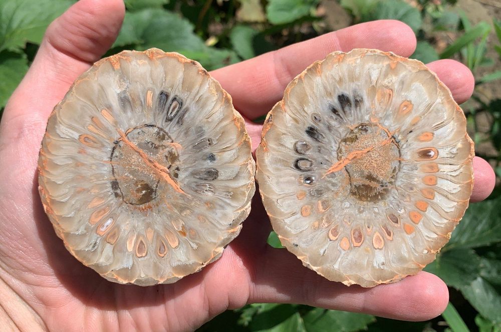 Fossiler Zapfen Araucaria mirabilis, Rarität! (Gebraucht) in ...