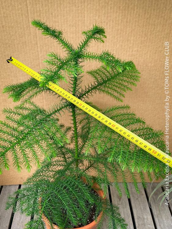 Araucaria Excelsa / Araucaria Heterophylla (Neu (gemäss Beschreibung ...