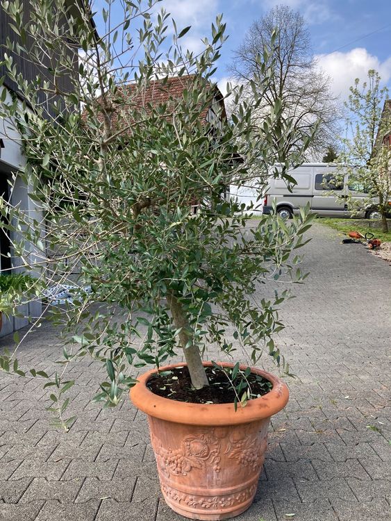 Topf Fur Olivenbaum Kaufen