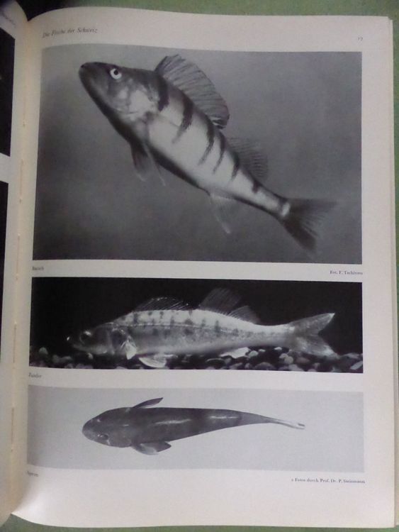Fisch und Fischerei - Zoologie, Fischfang | Kaufen auf Ricardo