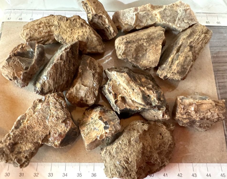 Bernstein Amber Brocken woodamber aus Sumatra (Neu und originalverpackt ...