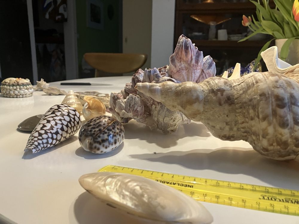 Muschel Sammlung: Tritonhorn, Koralle, usw. (Gebraucht) in Zürich für ...
