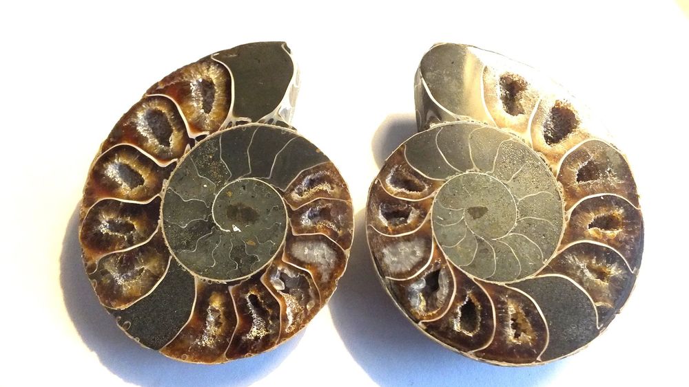 Ammonite Mollusque céphalopode fossile 123 grammes CHF 1.- (Neuf (Voir ...