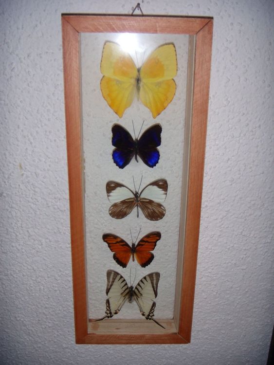 5 echte Schmetterlinge hinter Glas (1) | Kaufen auf Ricardo