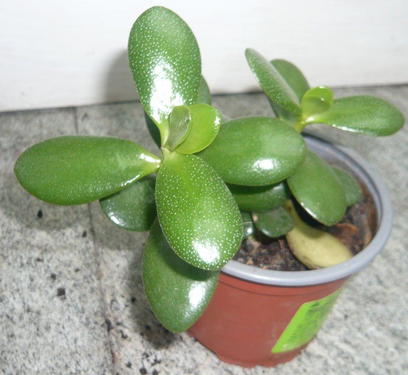 Geldbaum (Neu (gemäss Beschreibung)) in Ruggell für CHF 5 – mit ...