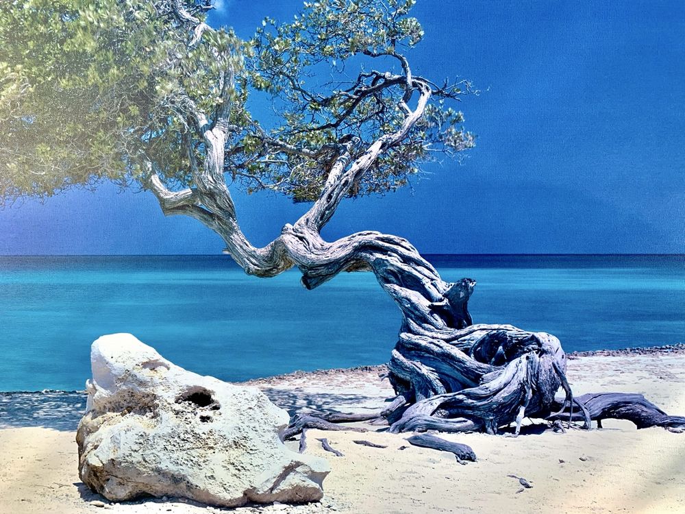 XXL Leinwandbild Karibik Strand Baum Meer Palmen Druck Bild (Gebraucht) in Wallisellen für CHF ...