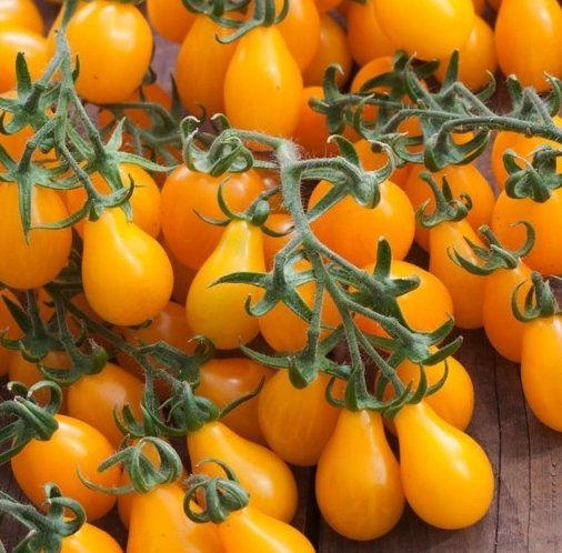 Cocktail TOMATE Gelb, Biernenformig/ 10 Samen (Neu (gemäss Beschreibung)) in Hinteregg für CHF 1 ...