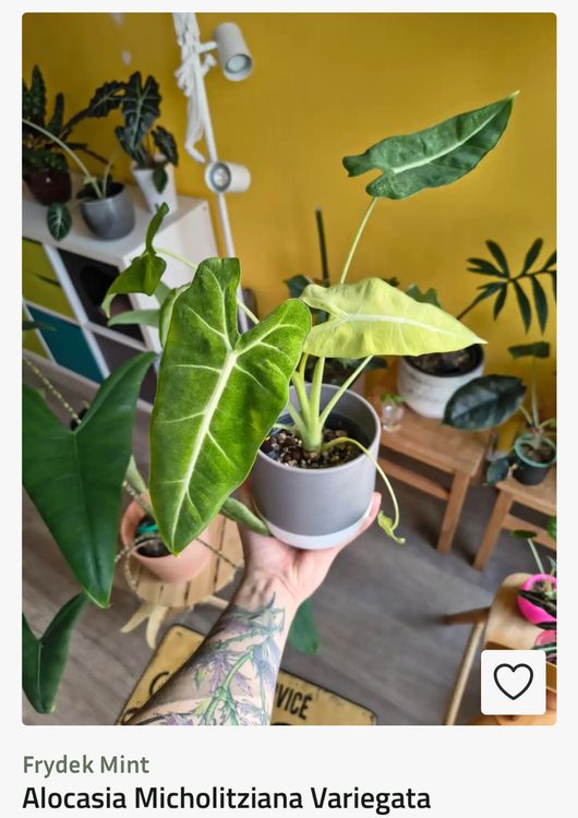 Alocasia Frydek Mint variegata (Neu (gemäss Beschreibung)) in ...