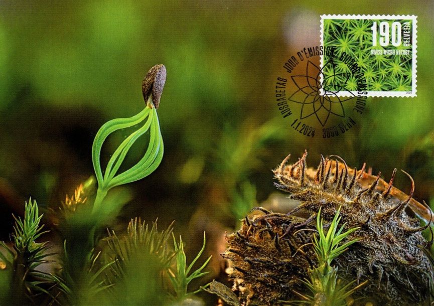 Maximumkarte Naturmuster - Moos | Kaufen auf Ricardo