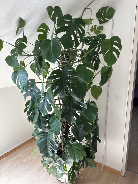 Monstera Planze XXL über 2 Meter | Kaufen auf Ricardo