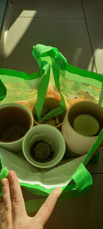 Second-Hand Plant Pots for Sale | Acheter sur Ricardo