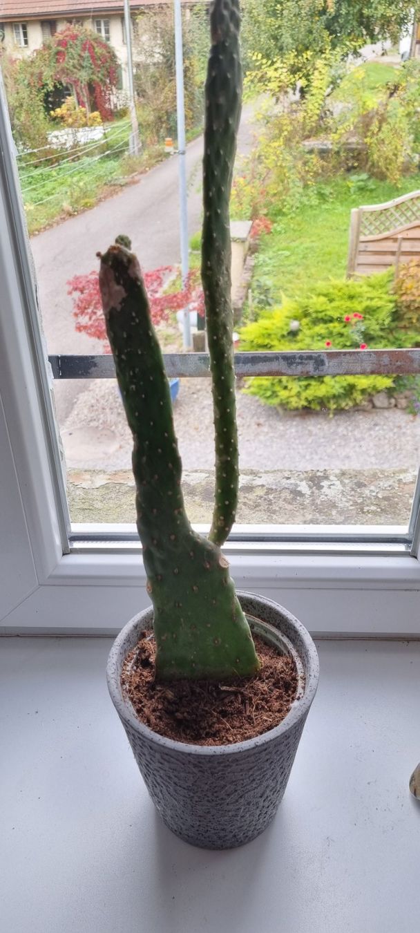 Schöner, grosser Opuntia Kaktus im Topf für Zimmer 🌱 (Gebraucht) in ...