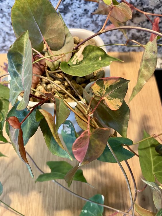 Fallopia Multiflora Variegata (Gebraucht) in Kaiseraugst für CHF 149 ...