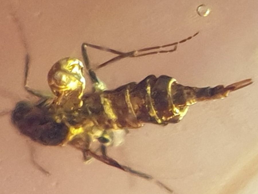 Bernstein 2 Insekte Gährung Blase 100 Mio Schwingkölbchen | Kaufen auf ...