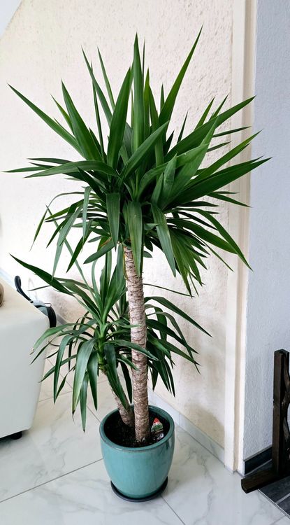 Yucca Palme Kaufen
